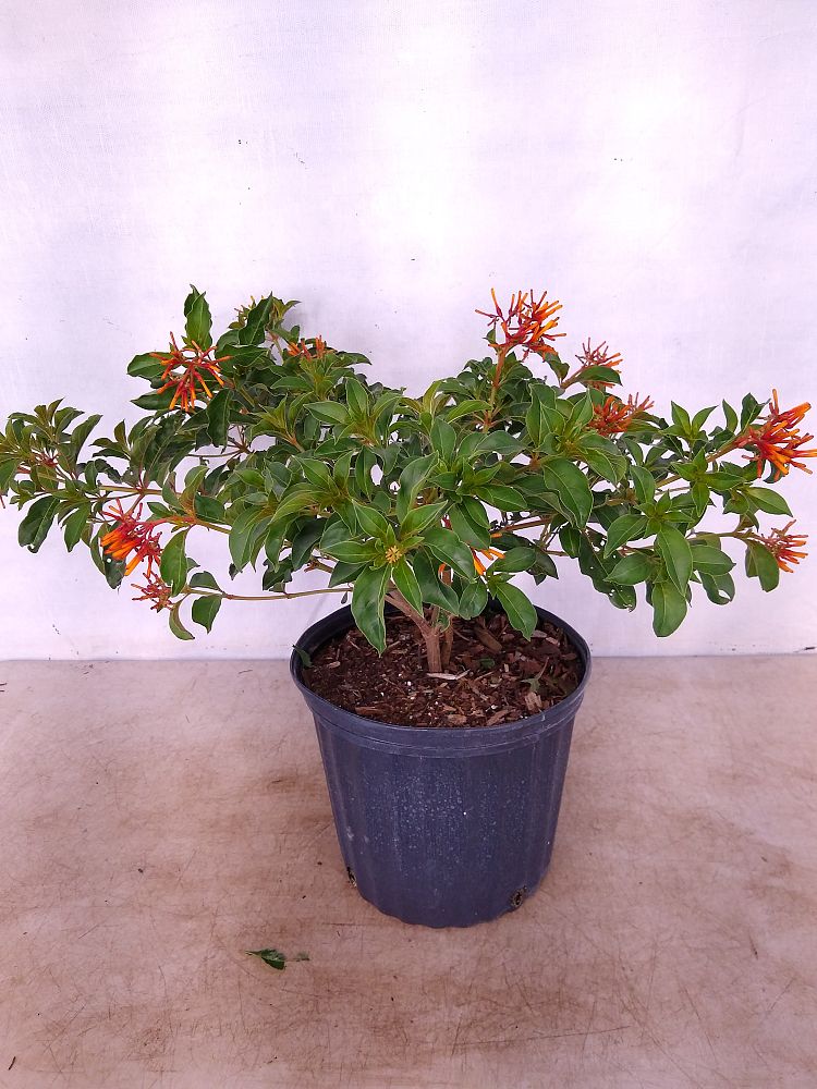 Buy Hamelia patens 'Compacta', Firebush dwarf compact, Hummingbird Bush ...