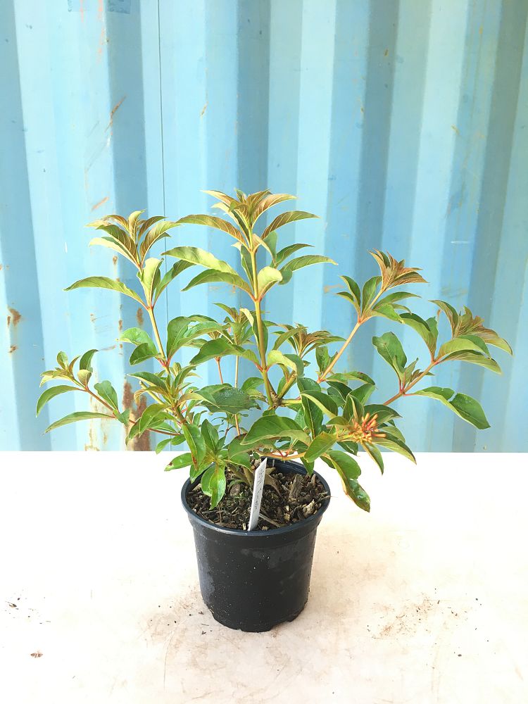 Hamelia patens 'Compacta', Firebush dwarf compact, Hummingbird Bush ...