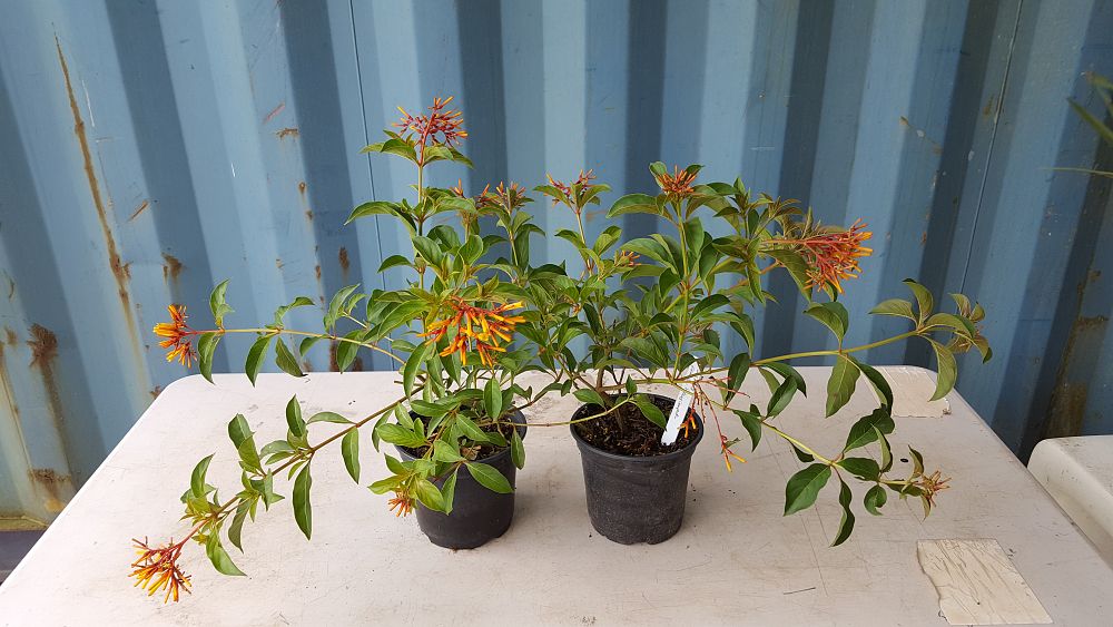 Hamelia patens 'Compacta', Firebush dwarf compact, Hummingbird Bush ...
