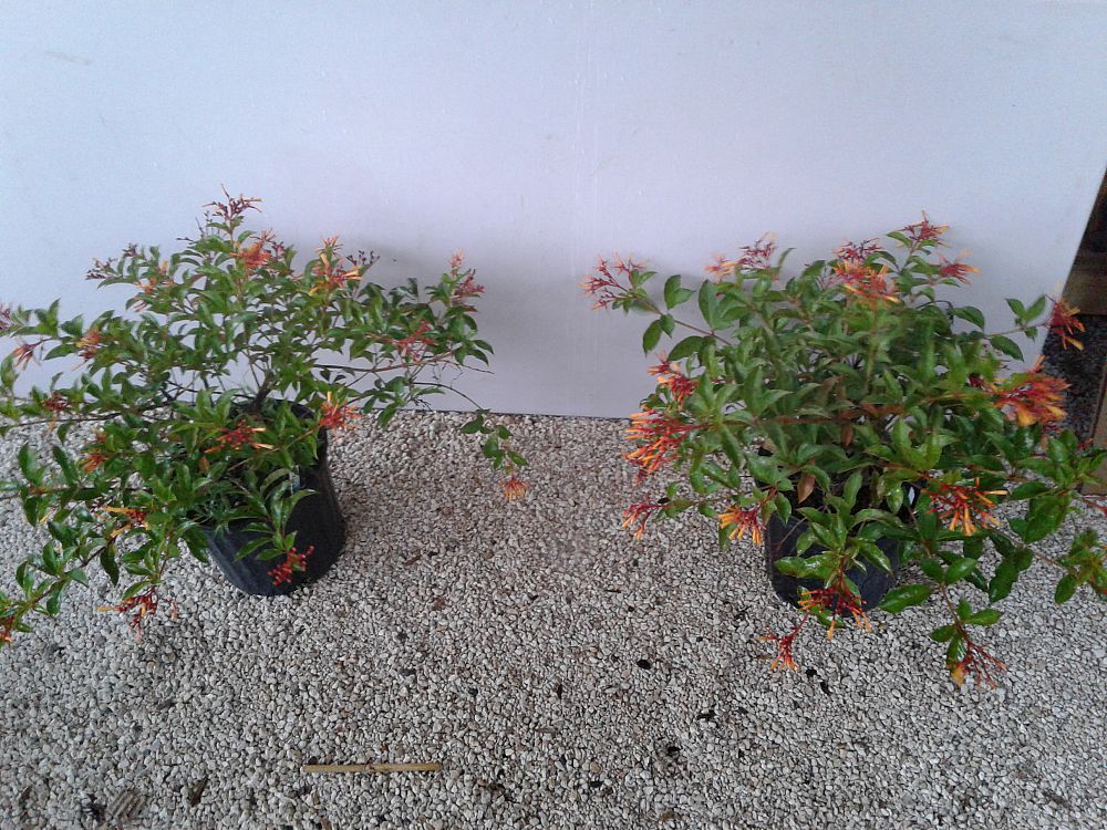 Hamelia patens 'Compacta', Firebush dwarf compact, Hummingbird Bush ...