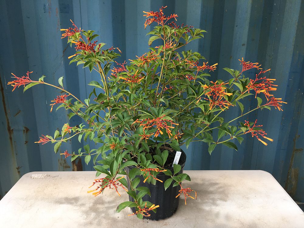 Hamelia patens 'Compacta', Firebush dwarf compact, Hummingbird Bush ...