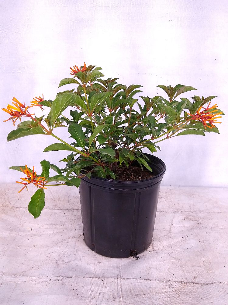 Buy Hamelia patens 'Compacta', Firebush dwarf compact, Hummingbird Bush ...