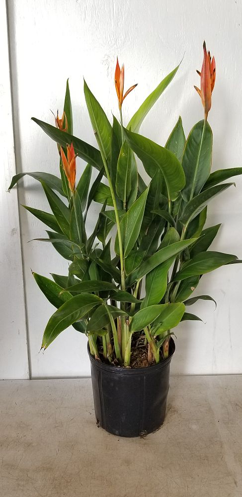 Buy Heliconia psittacorum 'Andromeda' | Free Shipping over $100
