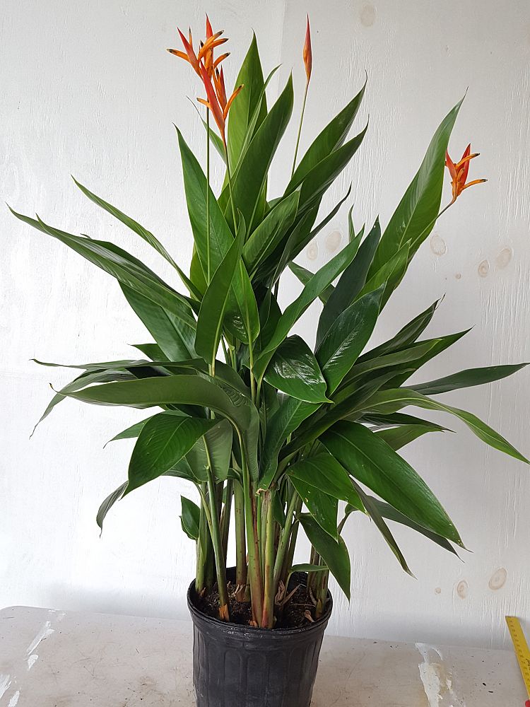 Buy Heliconia psittacorum 'Andromeda' | Free Shipping over $100