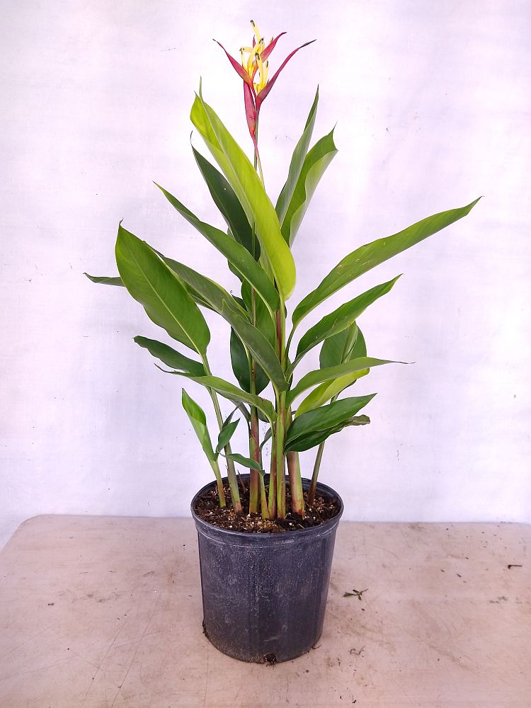 Buy Heliconia psittacorum 'Andromeda' | Free Shipping over $100