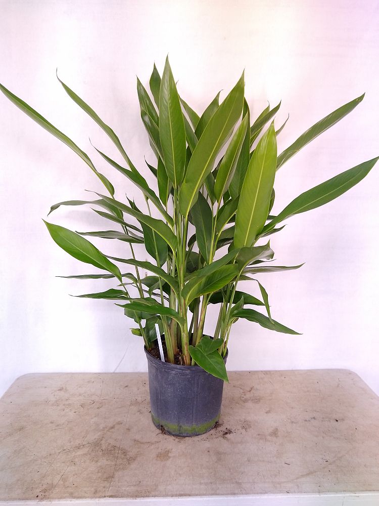 Buy Heliconia psittacorum 'Andromeda' | Free Shipping over $100