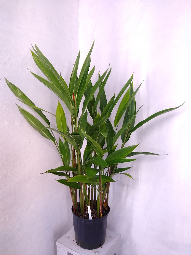Buy Heliconia psittacorum 'Andromeda' | Free Shipping over $100