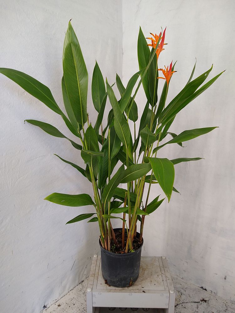 Buy Heliconia psittacorum 'Andromeda' | Free Shipping over $100