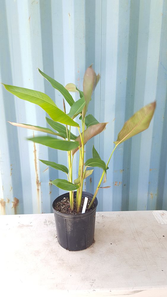 Heliconia rostrata, Lobster Claw Heliconia | PlantVine