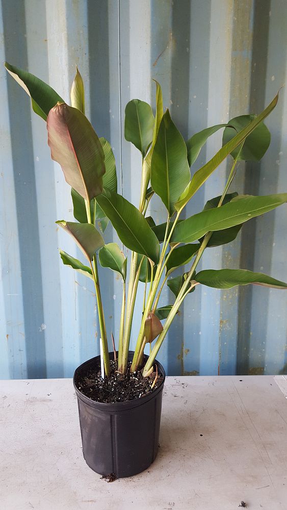 Heliconia rostrata, Lobster Claw Heliconia | PlantVine