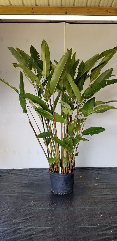 Heliconia rostrata, Lobster Claw Heliconia | PlantVine