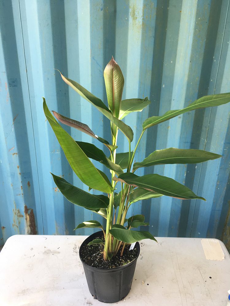 Heliconia rostrata, Lobster Claw Heliconia | PlantVine