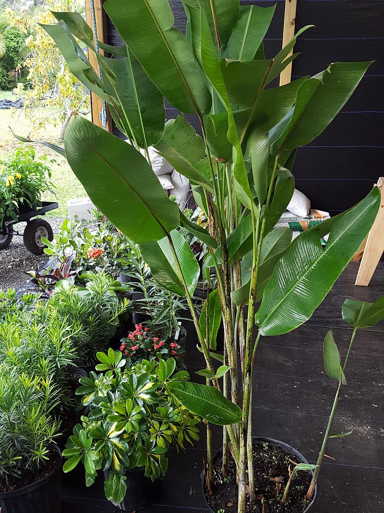 Heliconia rostrata, Lobster Claw Heliconia | PlantVine