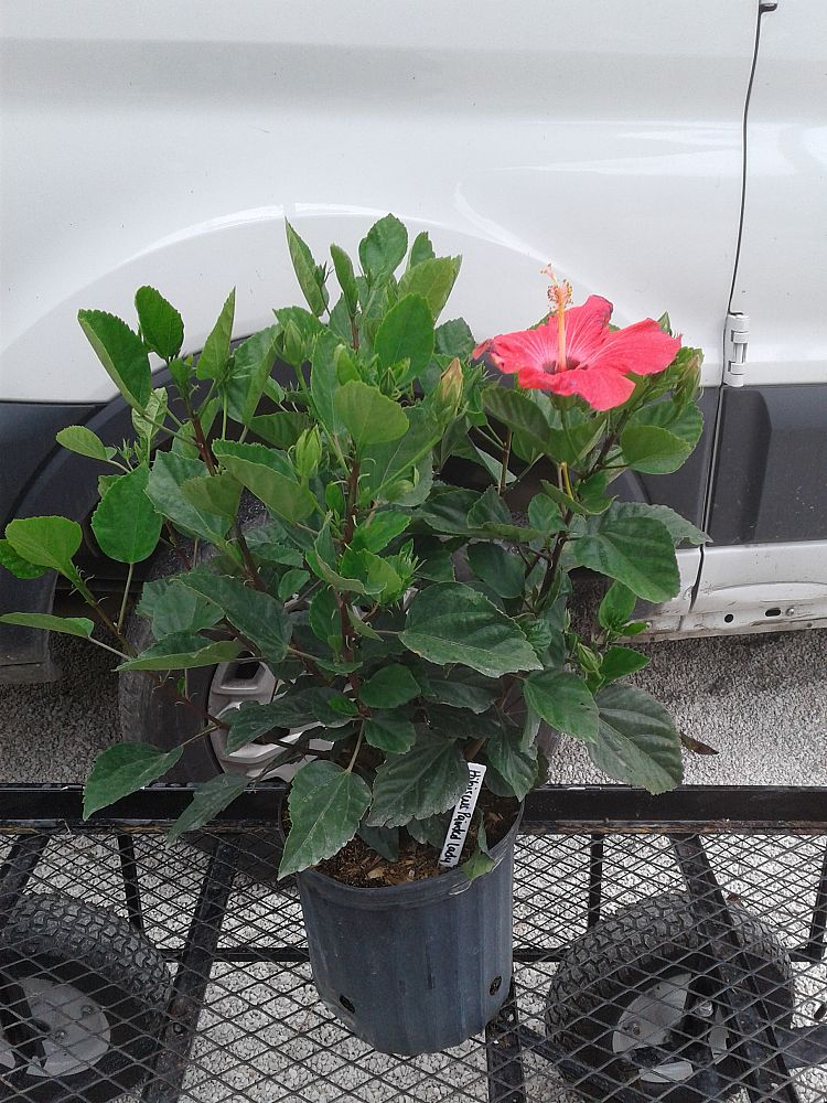 Hibiscus 'Painted Lady' – Tree or Bush | PlantVine