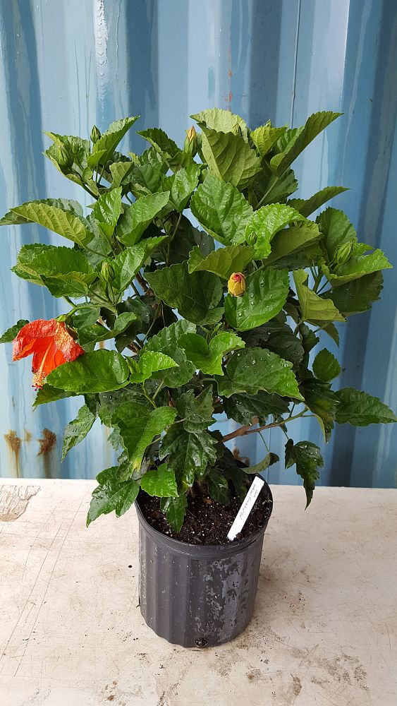 Hibiscus 'President Red' – Tree or Bush | PlantVine