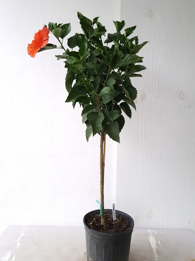 Hibiscus 'President Red' – Tree or Bush | PlantVine