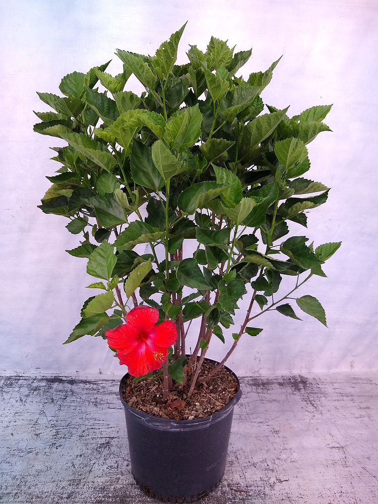 Buy Hibiscus 'President Red' | Free Shipping over $100