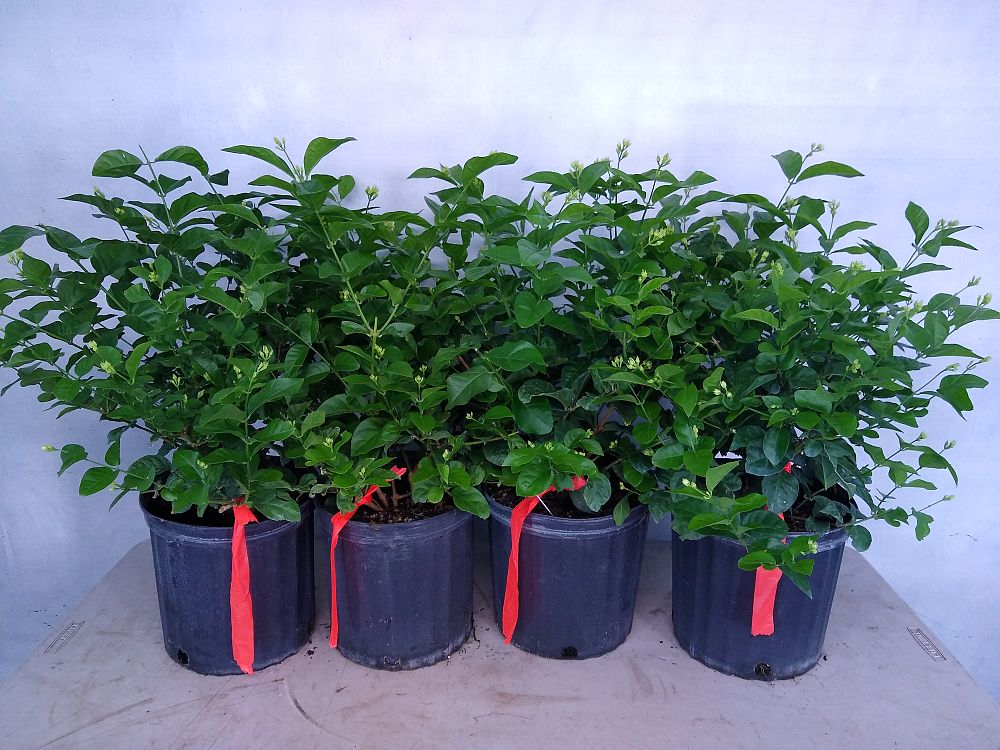 Buy Jasminum sambac, Arabian Jasmine, Sambac Jasmine | Free Shipping ...