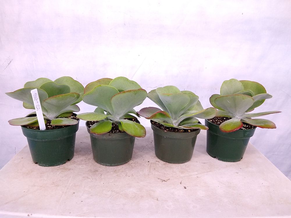 Buy Kalanchoe thyrsiflora 'Flapjack' | Free Shipping over $100