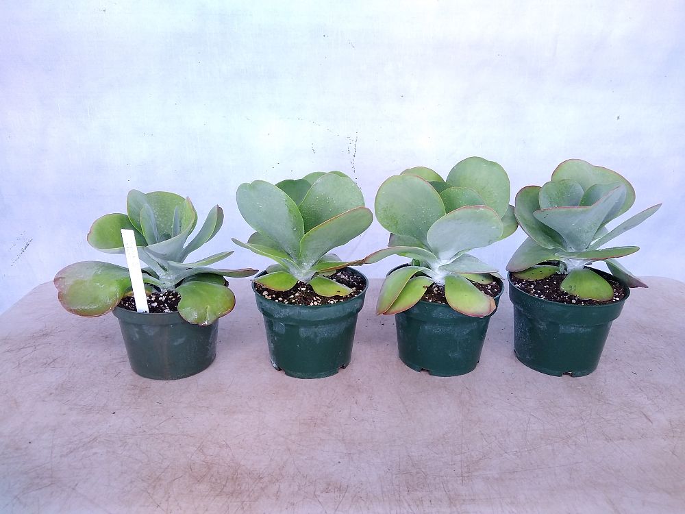 Buy Kalanchoe thyrsiflora 'Flapjack' | Free Shipping over $100