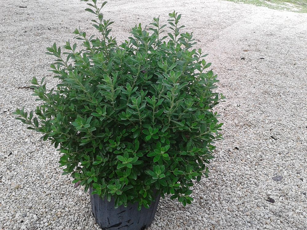 Leucophyllum frutescens, Texas Sage, Cenizo, Barometer Bush, Silverleaf ...