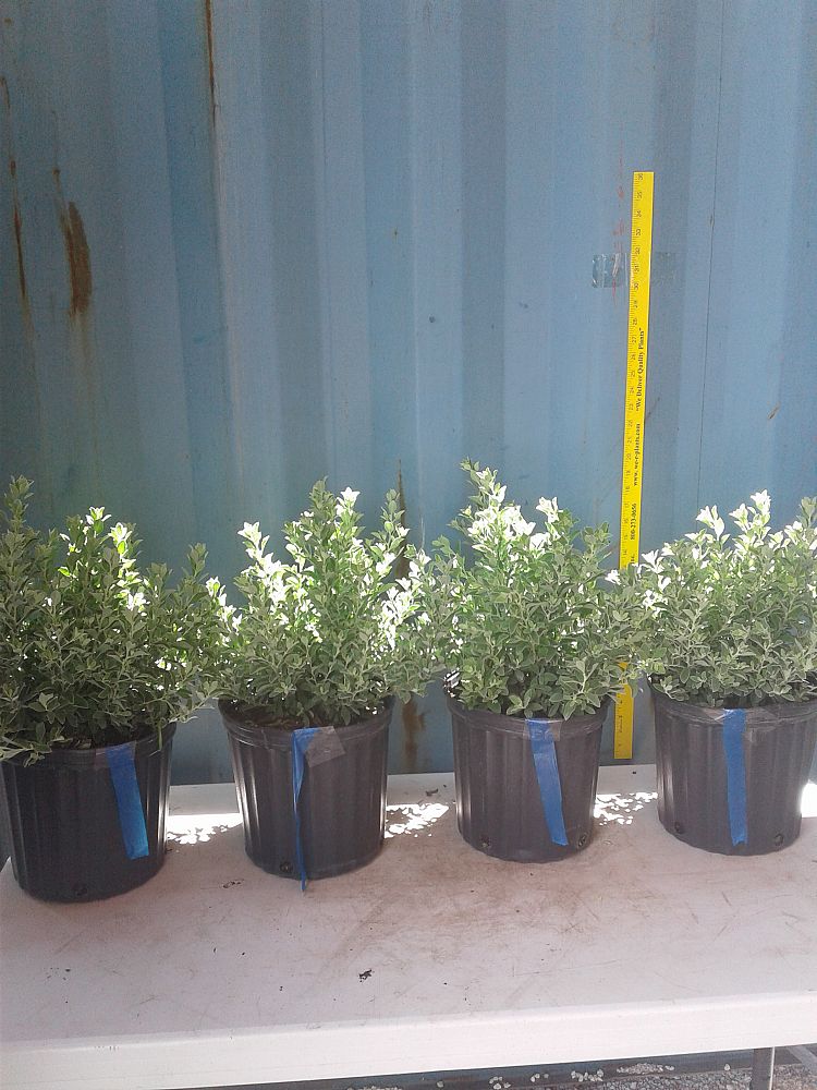 Leucophyllum frutescens, Texas Sage, Cenizo, Barometer Bush, Silverleaf ...
