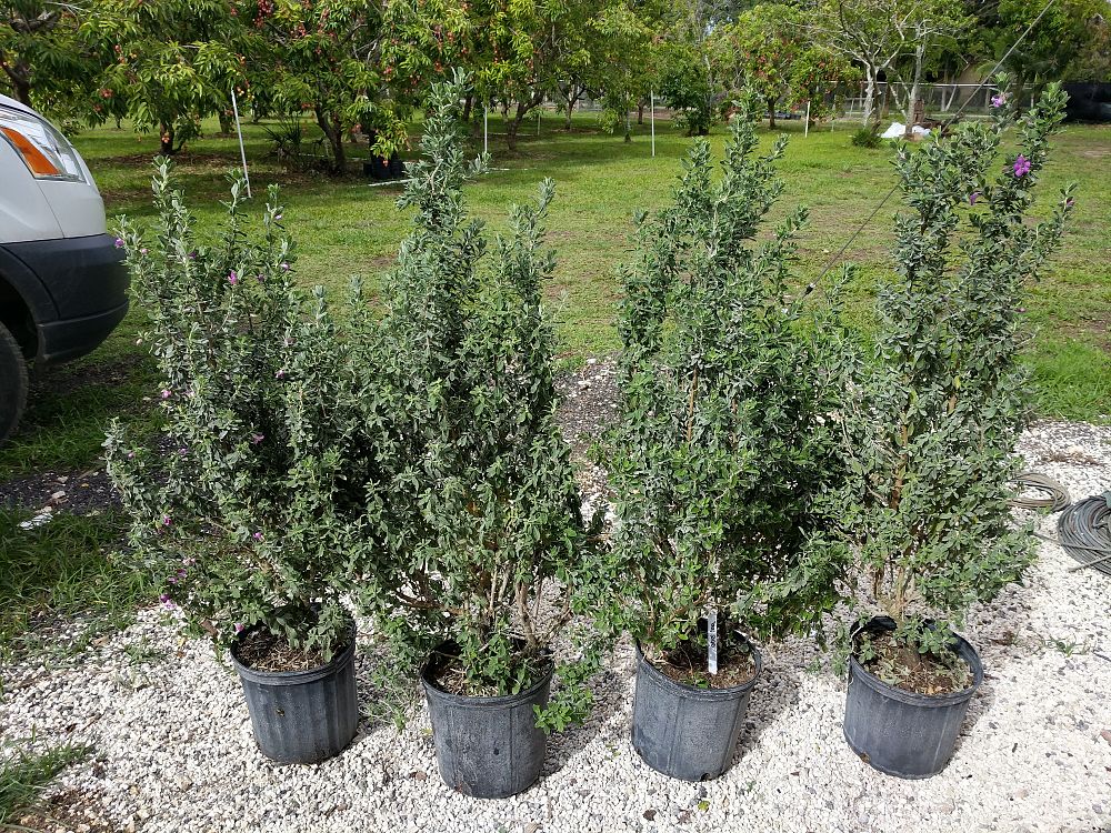 Leucophyllum frutescens, Texas Sage, Cenizo, Barometer Bush, Silverleaf ...