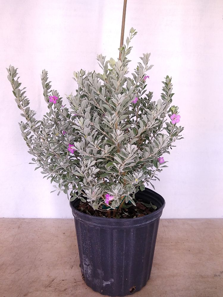 Buy Leucophyllum frutescens, Texas Sage, Cenizo, Barometer Bush ...