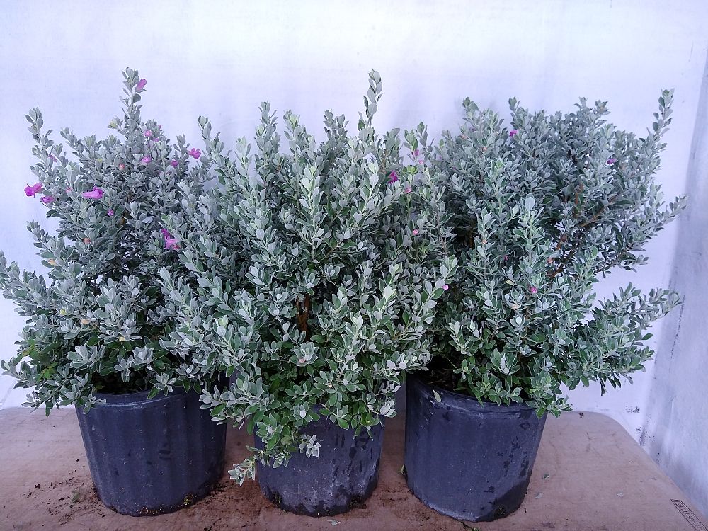 Buy Leucophyllum frutescens, Texas Sage, Cenizo, Barometer Bush ...