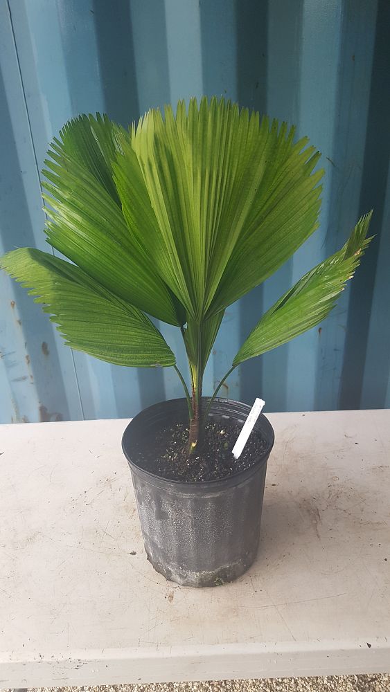 Buy Licuala grandis, Licuala Palm | Free Shipping over $100