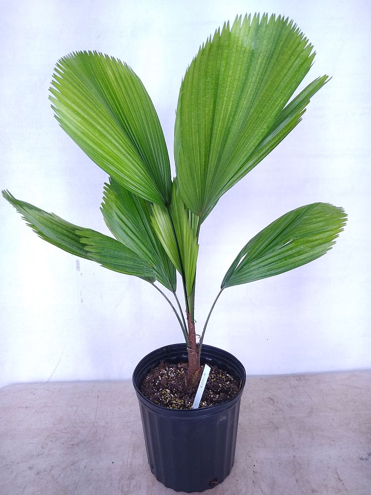 Buy Licuala grandis, Licuala Palm | Free Shipping over $100