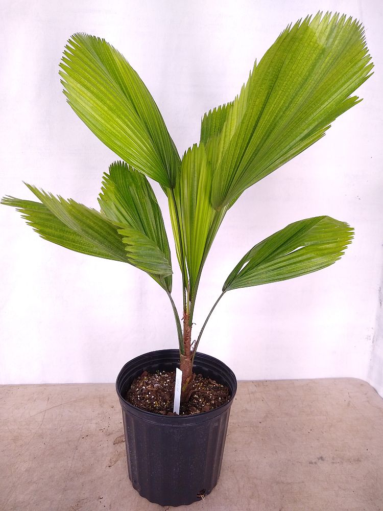 Buy Licuala grandis, Licuala Palm | Free Shipping over $100