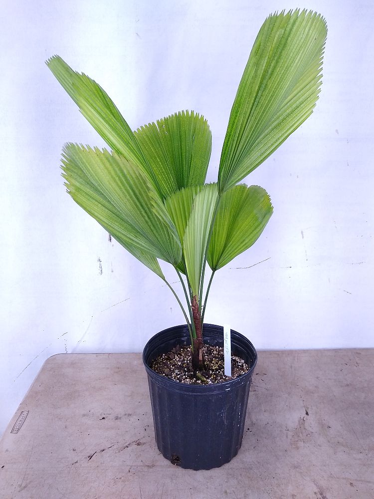Buy Licuala grandis, Licuala Palm | Free Shipping over $100