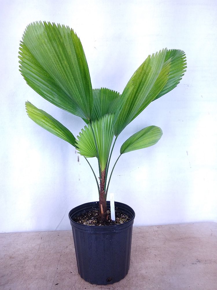 Buy Licuala grandis, Licuala Palm | Free Shipping over $100
