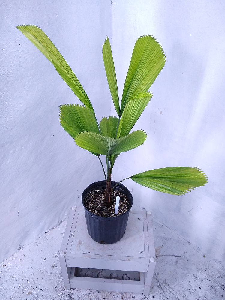 Buy Licuala grandis, Licuala Palm | Free Shipping over $100