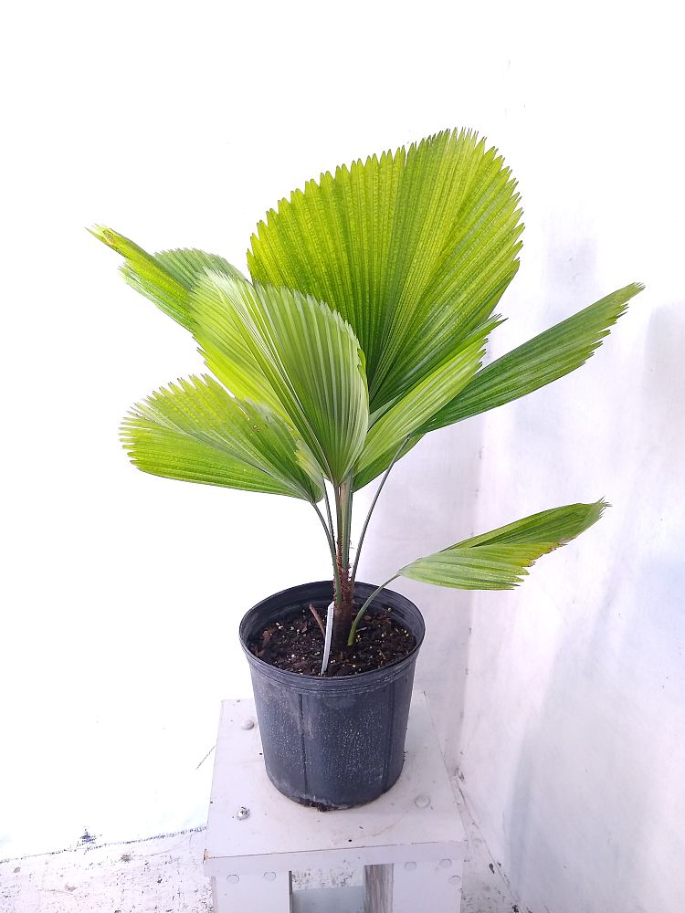 Buy Licuala grandis, Licuala Palm | Free Shipping over $100