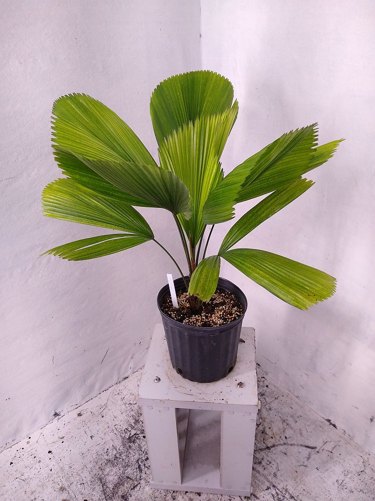 Buy Licuala grandis, Licuala Palm | Free Shipping over $100