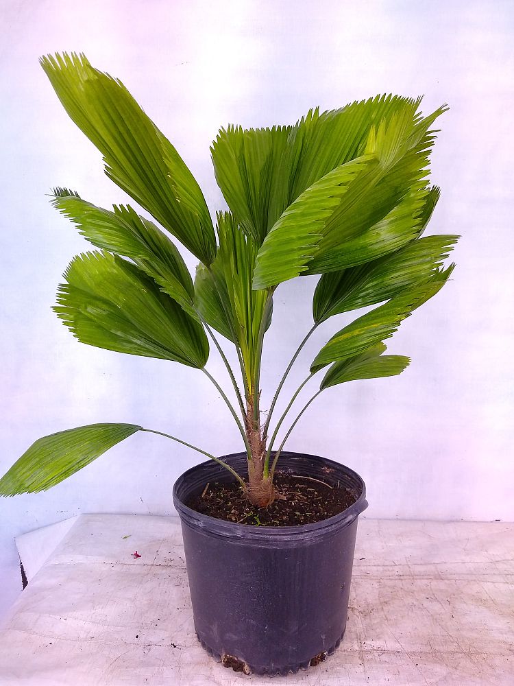 Buy Licuala grandis, Licuala Palm | Free Shipping over $100