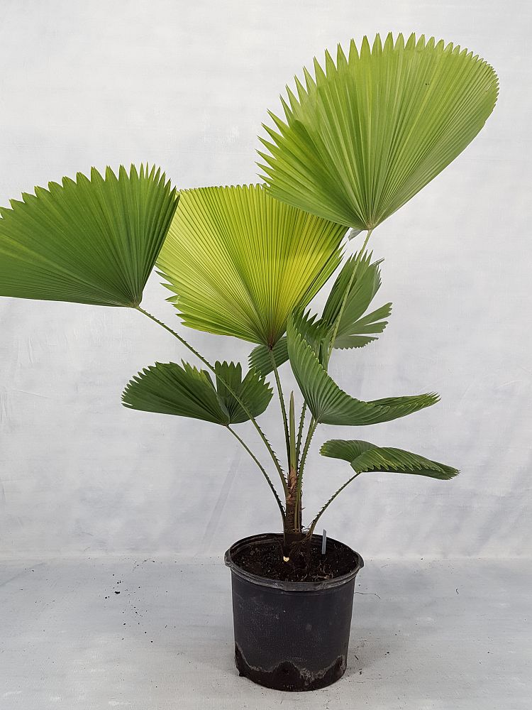 Buy Licuala peltata sumawongii, Licuala peltata elegans | Free Shipping ...