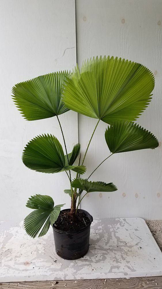 Buy Licuala peltata sumawongii, Licuala peltata elegans | Free Shipping ...