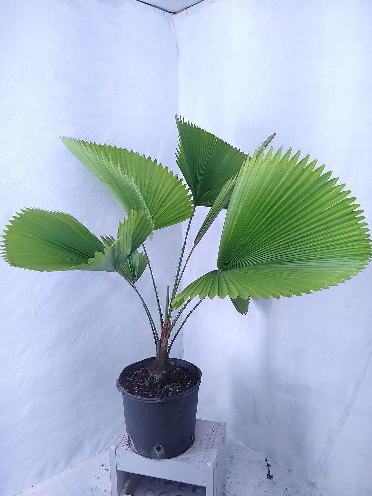 Buy Licuala peltata sumawongii, Licuala peltata elegans | Free Shipping ...