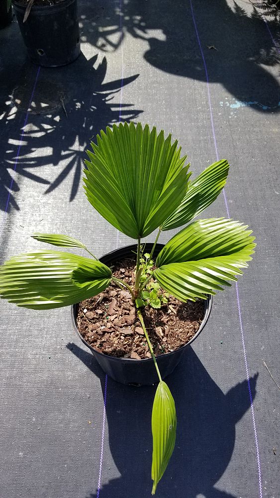 Buy Licuala peltata sumawongii, Licuala peltata elegans | Free Shipping ...