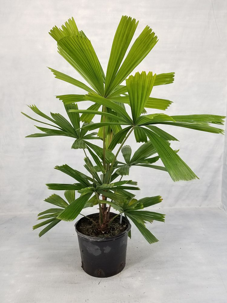 Buy Licuala ramsayi | Free Shipping over $100