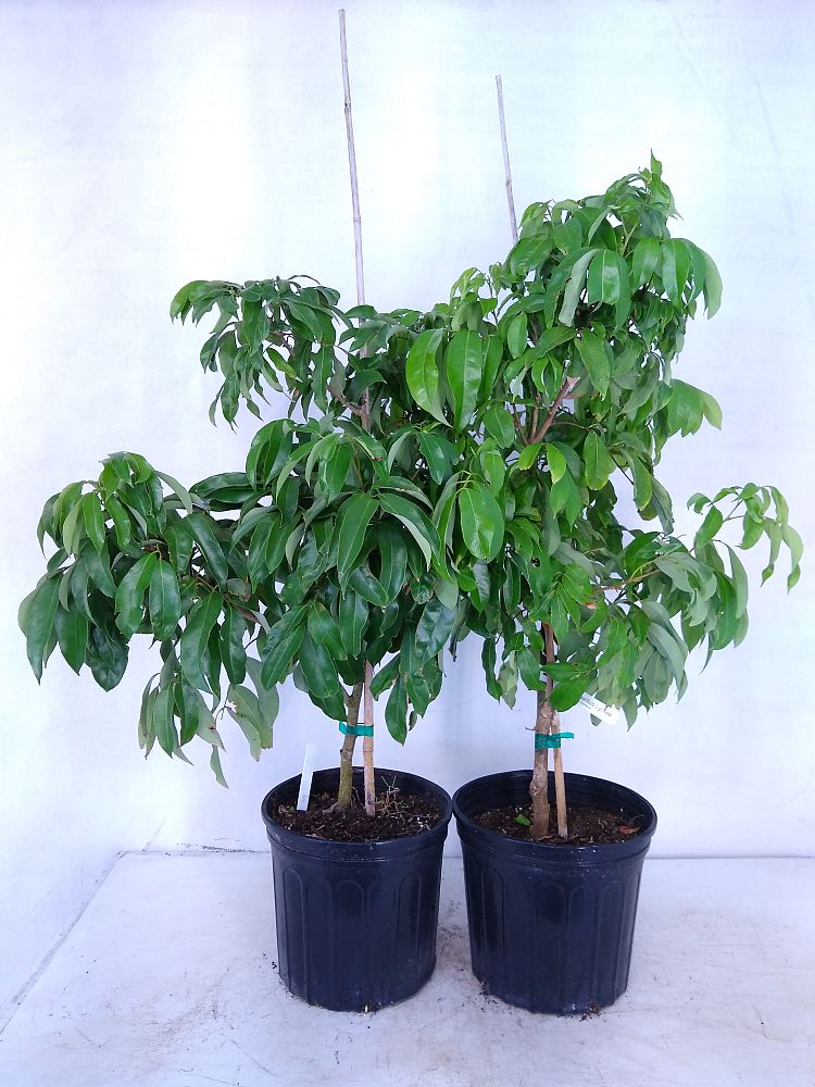 Buy Litchi chinensis, Lychee Nut Tree | Free Shipping over $100