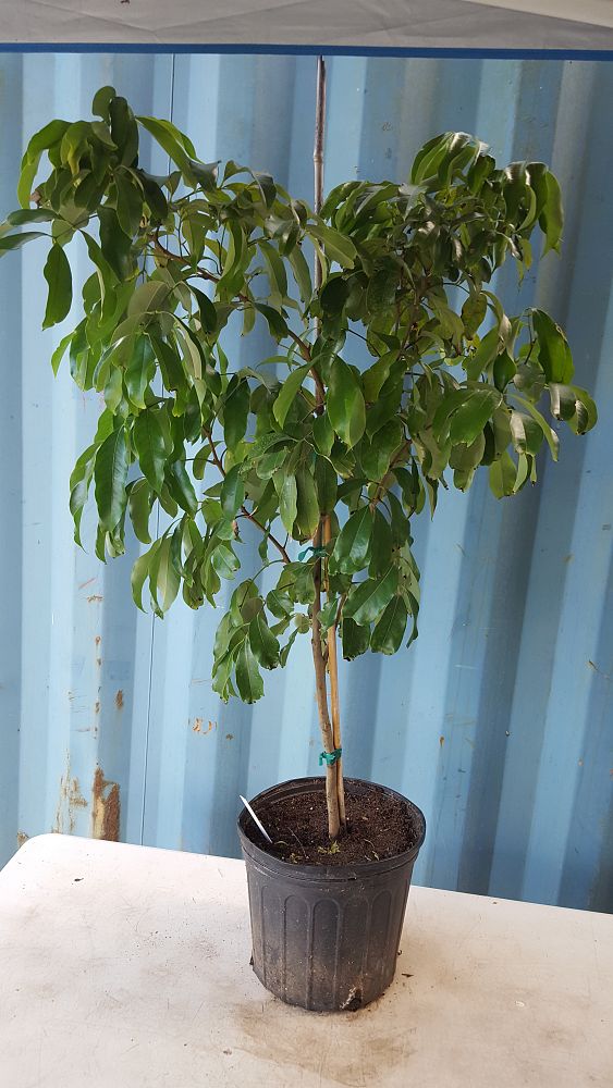 Litchi chinensis, Lychee Nut Tree | PlantVine