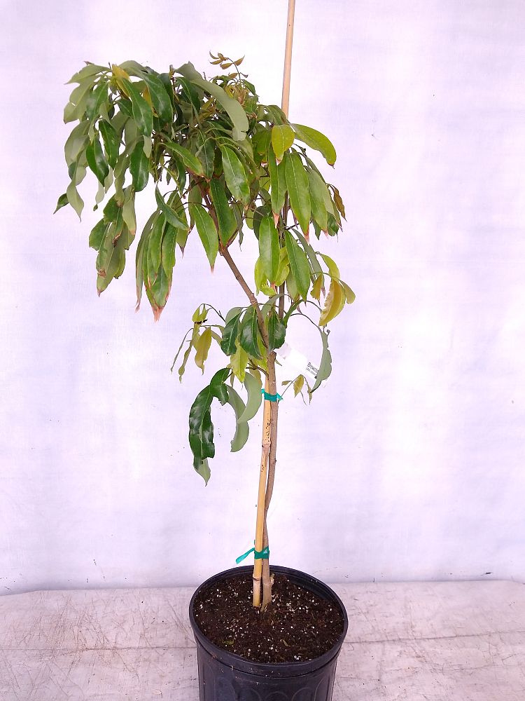 Buy Litchi chinensis, Lychee Nut Tree | Free Shipping over $100