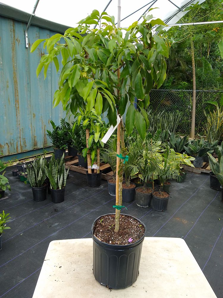 Buy Litchi chinensis, Lychee Nut Tree | Free Shipping over $100