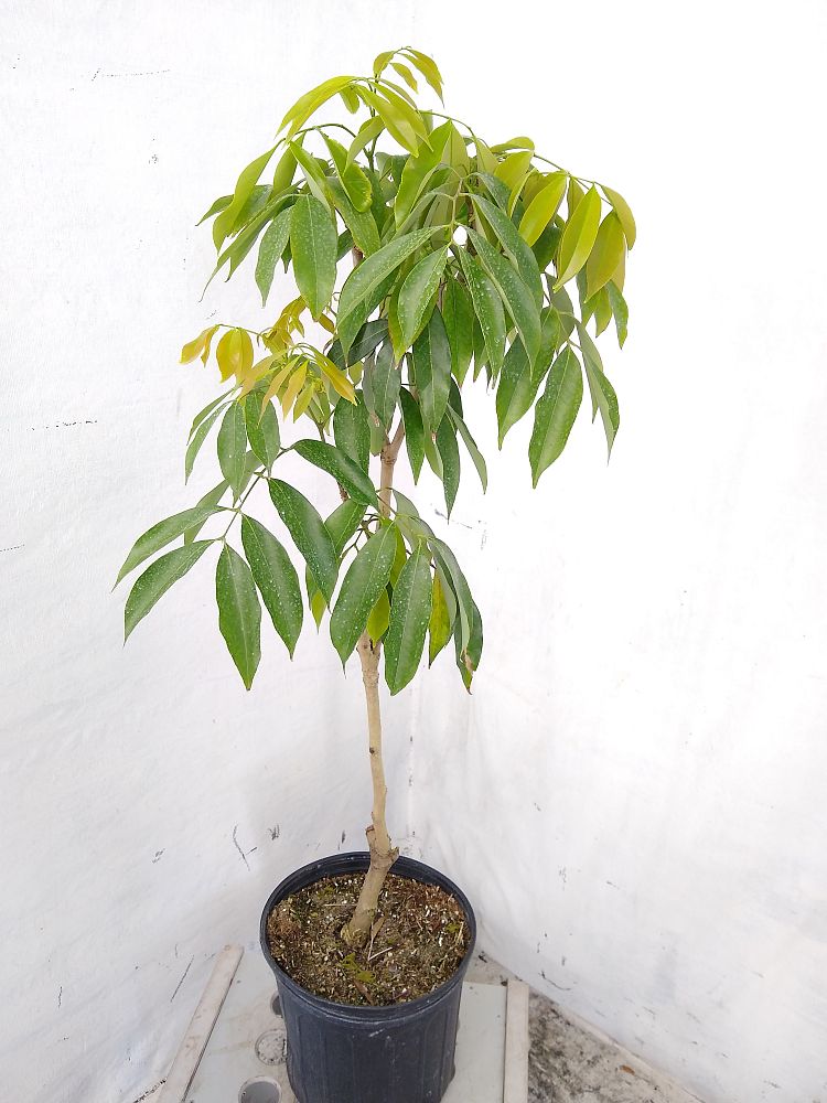 Buy Litchi chinensis, Lychee Nut Tree | Free Shipping over $100