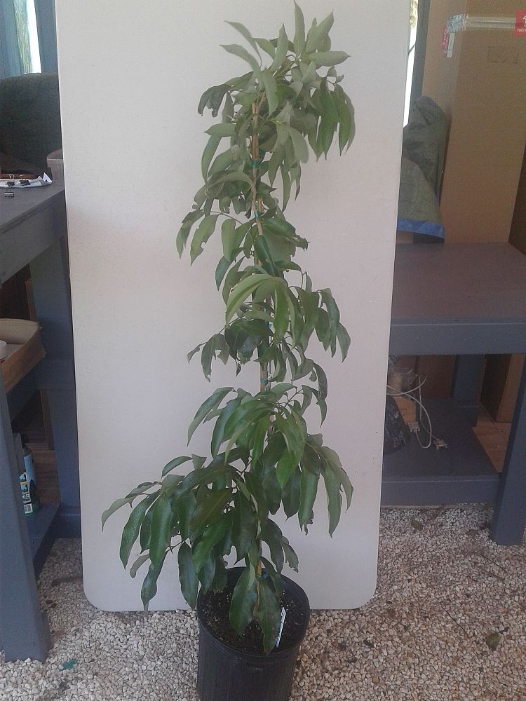 Litchi chinensis, Lychee Nut Tree | PlantVine