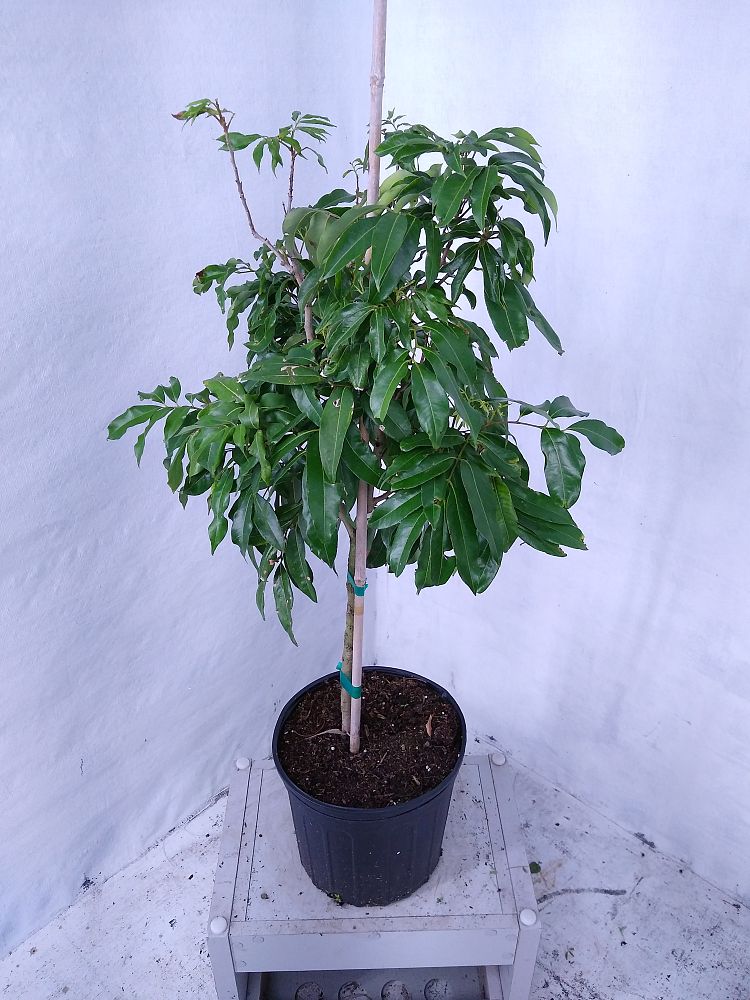 Buy Litchi chinensis, Lychee Nut Tree | Free Shipping over $100